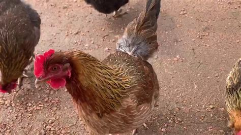 The Hungry Chickens Youtube