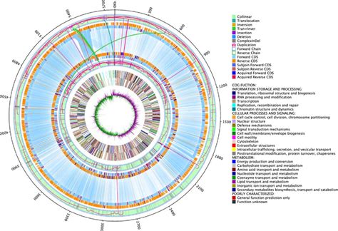Genomic Structural Variation And Distribution Of Paired Genes The