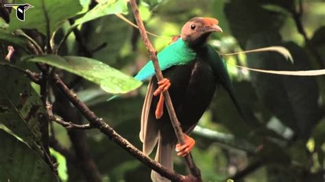 Standardwing Alchetron The Free Social Encyclopedia