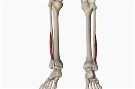 Músculo Peroneo Corto Guía Anatómica Recursos De Fisioterapia