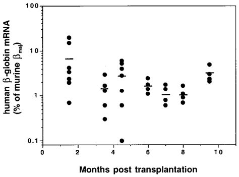 Human Globin MRNA Expression In RBC Of Transplanted Mice Expression Of Download Scientific