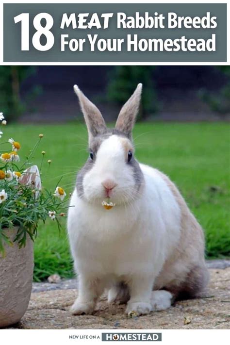 Meat Rabbit Breeds For Your Homestead New Life On A Homestead