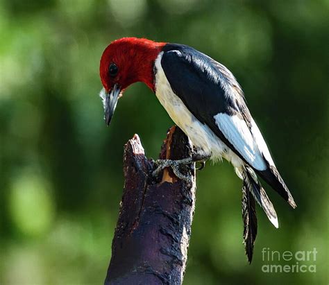 Red Headed Woopecker Must Have Been Preening Photograph By Cindy Treger