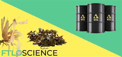 Energy Under The Sea Seaweed As A Third Generation Biofuel Ftloscience