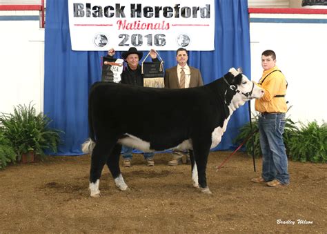 Show Time — Triple T Farm Black Herefords And Black Angus Cattle