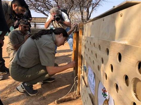 8 Cheetahs Will Come To India Today After 70 Years On Modis Birthday