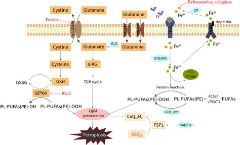 Ferroptosis The Potential Target In Heart Failure With Preserved