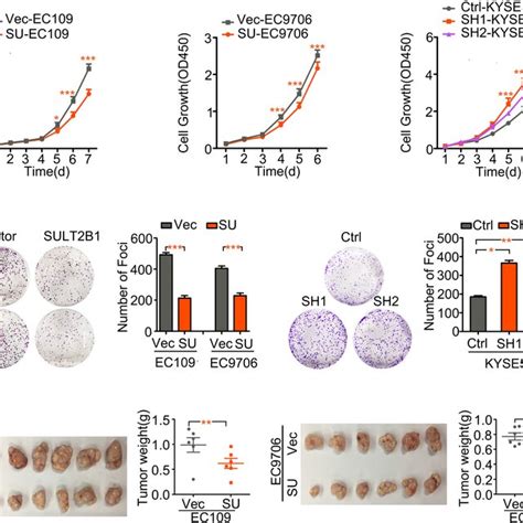 Sult2b1 Inhibits The Proliferation Of Escc Cells In Vitro And In Vivo