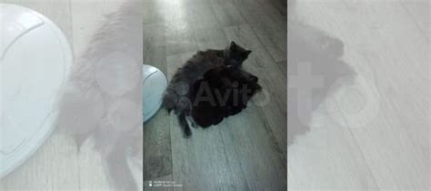 Кошки купить в Иркутске Животные и зоотовары Авито