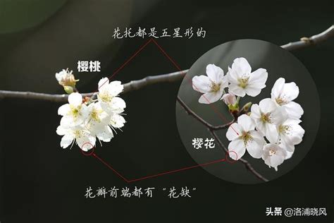 哪個是櫻花哪個是櫻桃花你能否分清 每日頭條