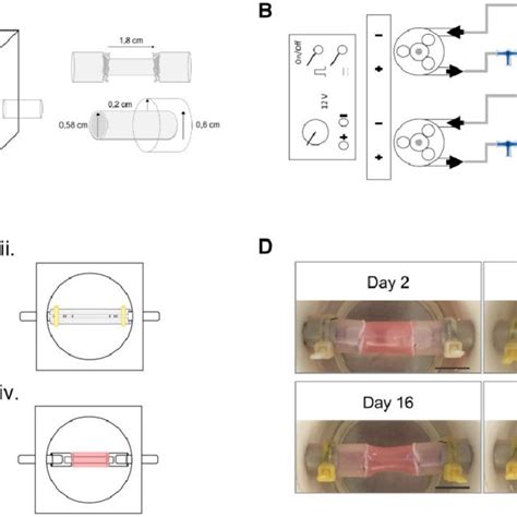 Casting And Cultivation Of Tubular Engineered Heart Tissues In A Download Scientific Diagram