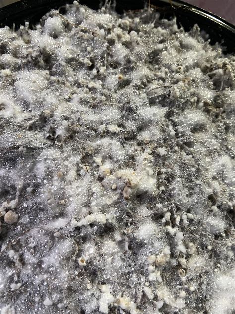 Substrate Started Pinning R Psilocybingrowers