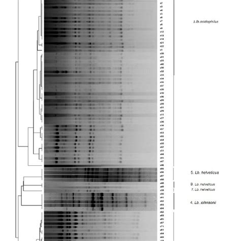 dendrogram generated after cluster analysis of rep pcr fingerprints of