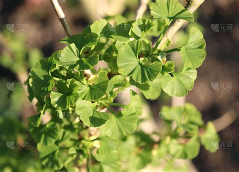 自然 健康食物 概念 叶子 绿色 日光 前景聚焦 银杏 草药 金色