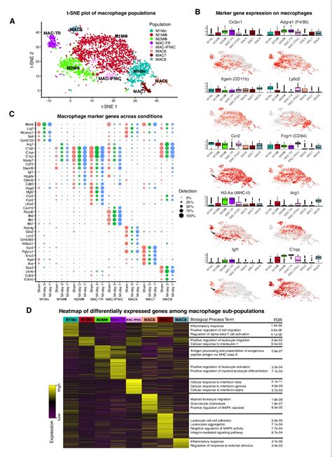 Figure 2 From Single Cell Expression Profiling Reveals Dynamic Flux Of