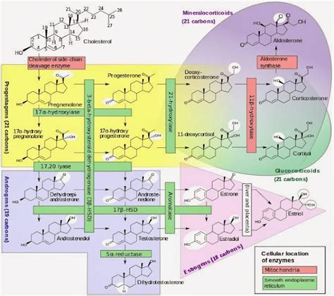 類固醇steroid 小小整理網站 Smallcollation