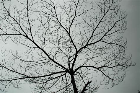 Free Images Branch Winter Black And White Leaf Flower Frost