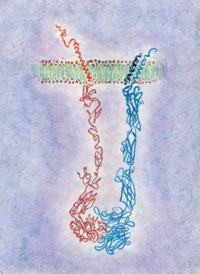 Designed To Bind Image Eurekalert Science News Releases