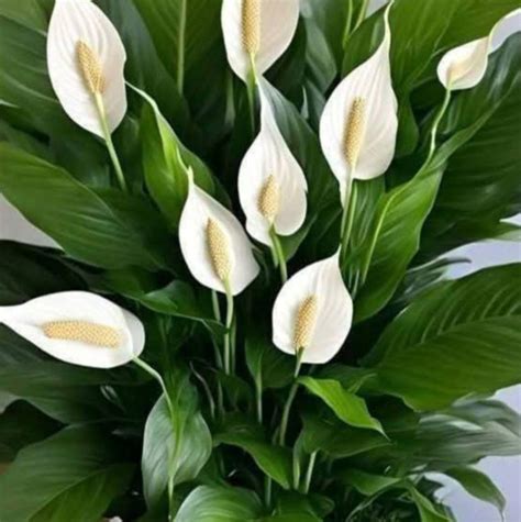 Burmese ပိုင်တံခွန်ရဲ့ မင်္ဂလာဆောင် သတို့သားအရံလုပ်ပေးခဲ့ကြတဲ့ မင်းသားချောလေးယောက်🥰🥰🥰 ၁။အောင