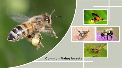 19 Types Of Common Flying Insects Identification With Pictures