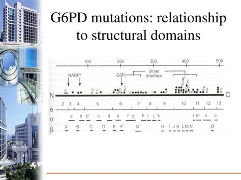 Ppt G6pd Deficiency In Hong Kong Diversity And Clinical Relevance