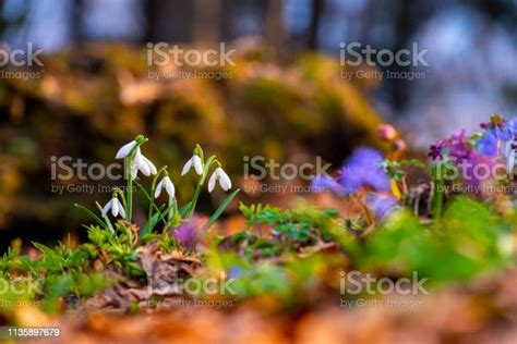 일반적인 눈 방울 Galanthus Nivalis 아름 다운 흐린 숲 배경으로 숲 바닥에 다른 다채로운 부드러운 초점 봄 꽃