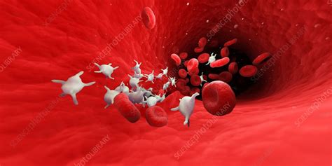Platelets Illustration Stock Image F0295926 Science Photo Library