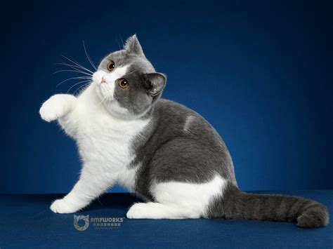 英国短毛猫amyworks2ocean 站酷zcool
