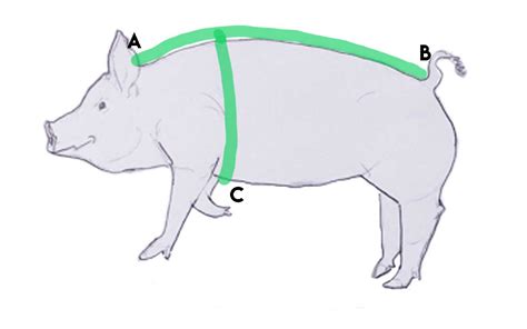 Measuring a Pig WITHOUT a Scale vs. Actual Pig Weights | Plus what to ...