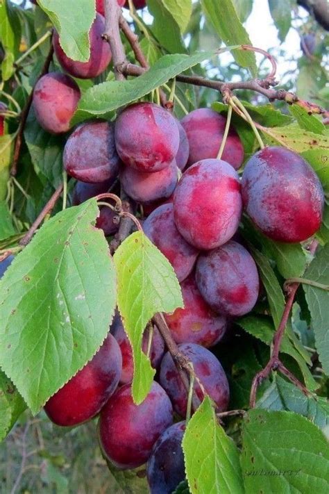 Пин от пользователя Ghi на доске Fructe și Legume🍒🍓🍏🍐🍉🍅🌶🥒🍇🌽 Органическое удобрение Фруктовые