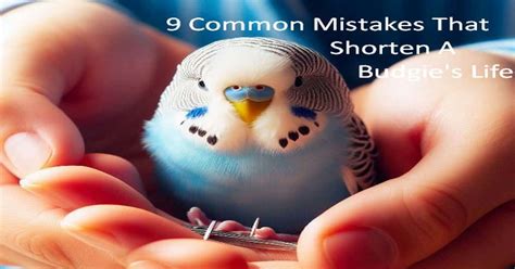 What To Do If Budgie Beak Is Too Long 7 Secrets Revealed