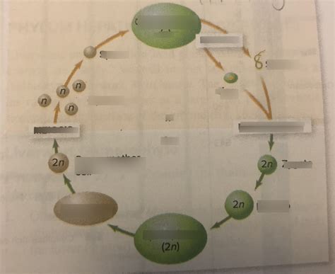 Quiz 2 Diagram Quizlet