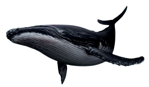 Buckelwal Tier Meeressäugetier Kostenloses Bild Auf Pixabay