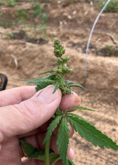 Texas Aandm Agrilife “texas Row Crops Newsletter”—industrial Hemp Texas