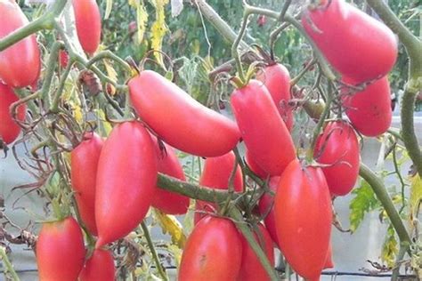 Томат розовая стелла: характеристика и описание сорта, отзывы