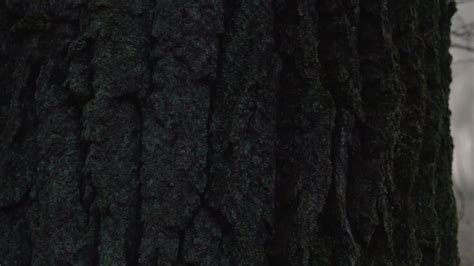 有关分支機構 天性 戶外 日出 早上 景觀 有霧 森林 樹木 樹林 樹葉 環境 草 薄霧 追踪镜头 陽光 黎明