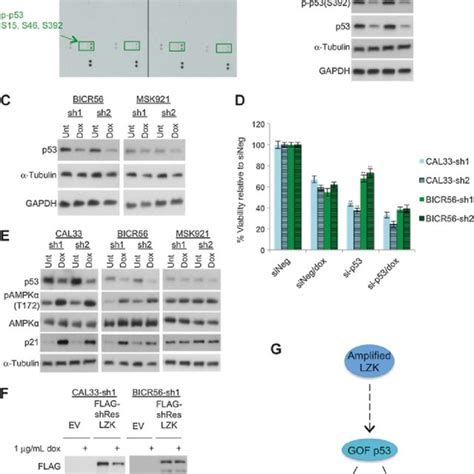 Lzk Knockdown By Doxycycline Inducible Shrna Reduces Proliferation And