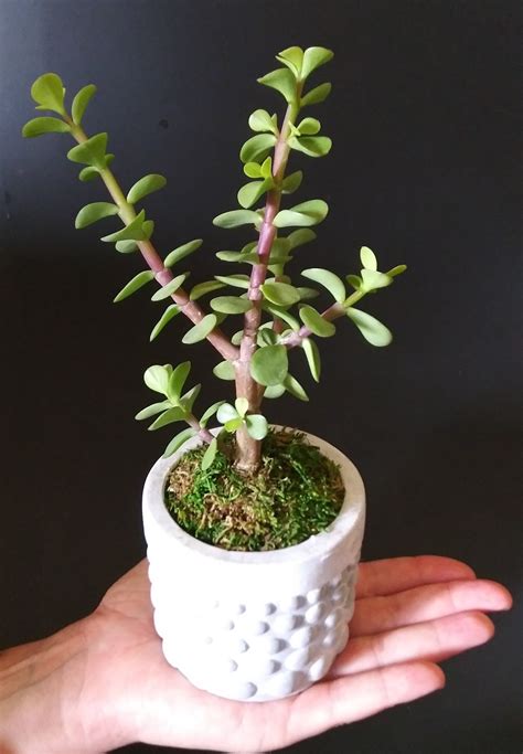 Dwarf Mini Jade Bonsai Tree At Anthony Galloway Blog