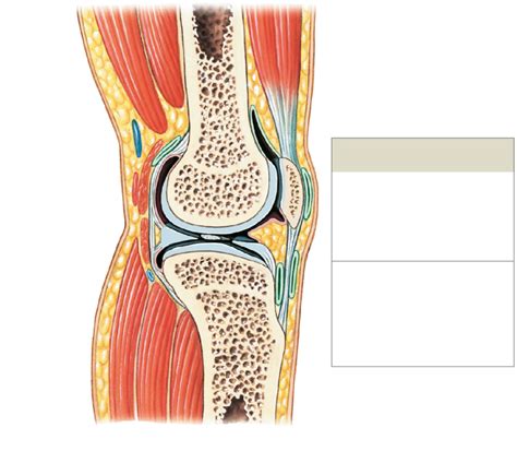 Synovial Joint Diagram Quizlet
