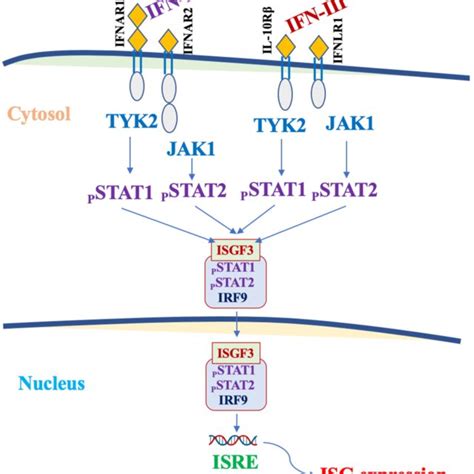 Classification Of Interferons On The Basis Of Receptor Binding