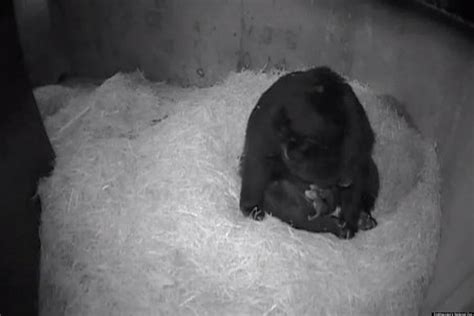 Andean Bear Gives Birth To Two Cubs At National Zoo Photos Huffpost