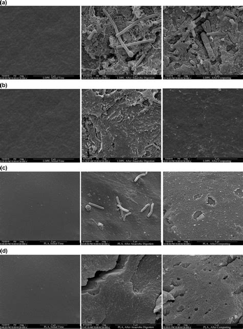 Scanning Electron Microscopy Sem Images Pictures Show Representative Download Scientific