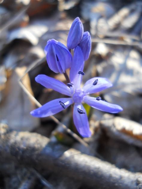 Петя Цонева поезия Home