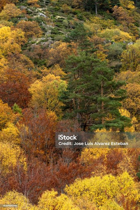 스페인 북부 레온의 리아뇨 산 자연 공원에 노란 잎이 있는 가을의 너도밤 나무 숲 0명에 대한 스톡 사진 및 기타 이미지 0명 가을 관광 Istock