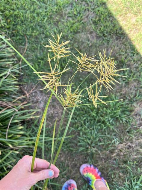 What Is This Called Its Got A Triangular Stem Plantidentification