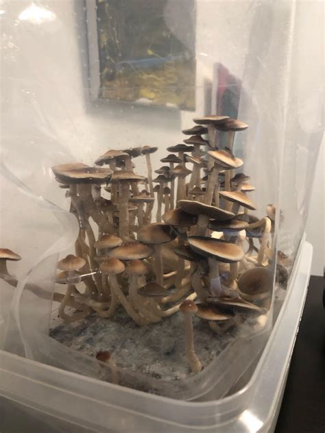 I Was Gone For A Day And Wow First Time Ever Growing Does It Look