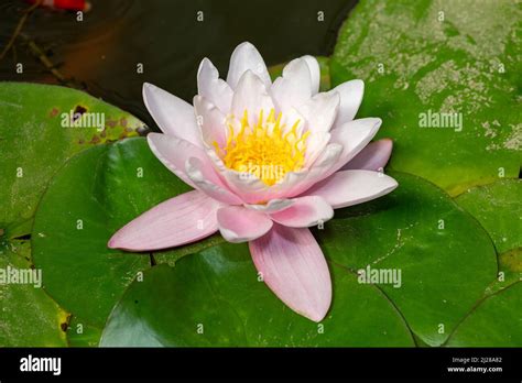 Close Up Of A Nymphaea Eucharis Water Lily In Bloom Stock Photo Alamy