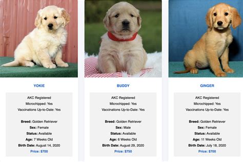 How To Find A Reputable Golden Retriever Breeder
