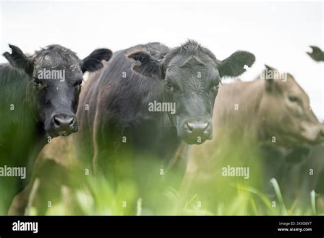 Agriculture Field Herd Of Beef Cows In A Field Springtime On A Farm