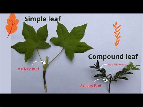 Compound And Simple Leaves Youtube Worksheets Library